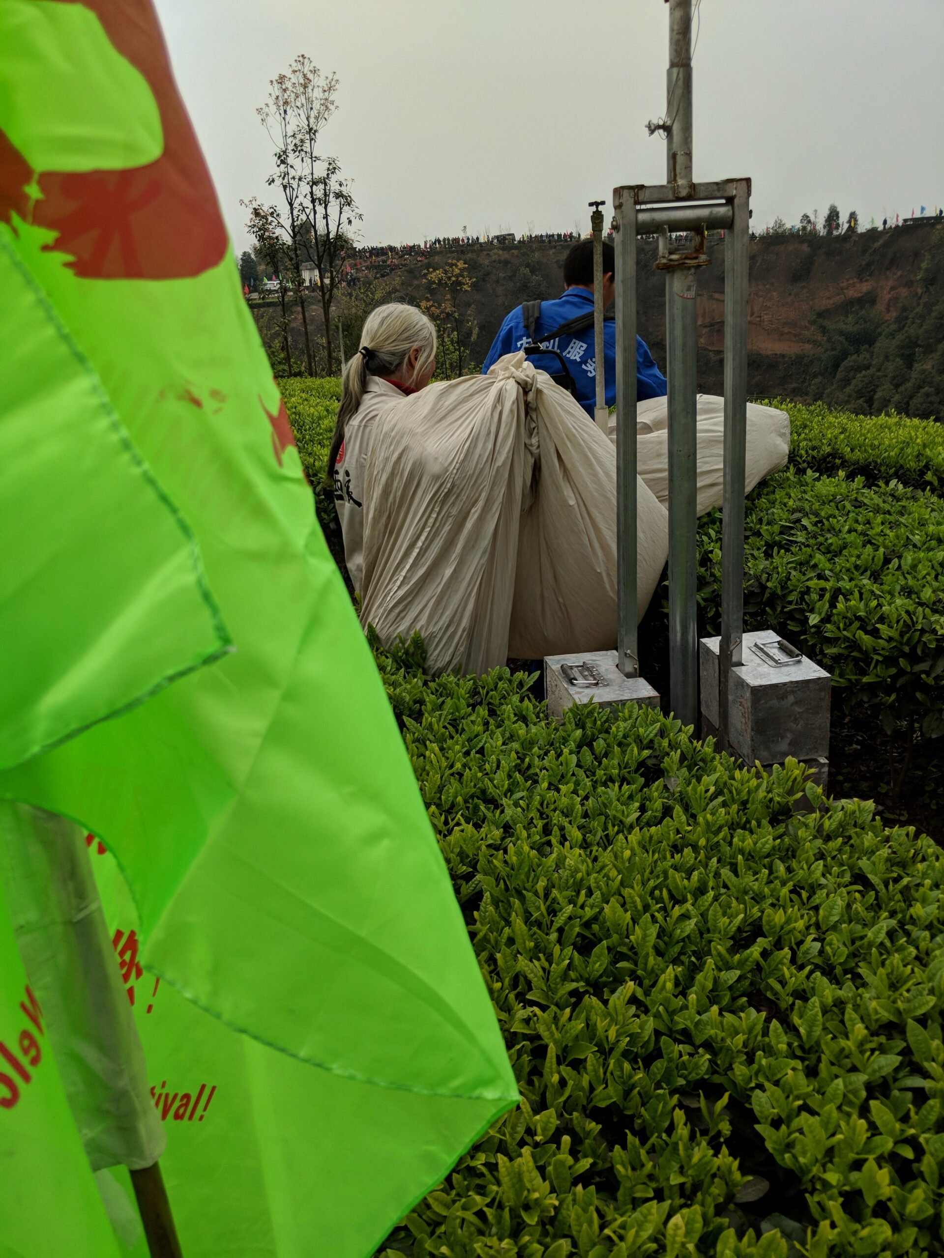 Mingwei Tea Farm tea picking and people waiting for Shouting Ceremony ...